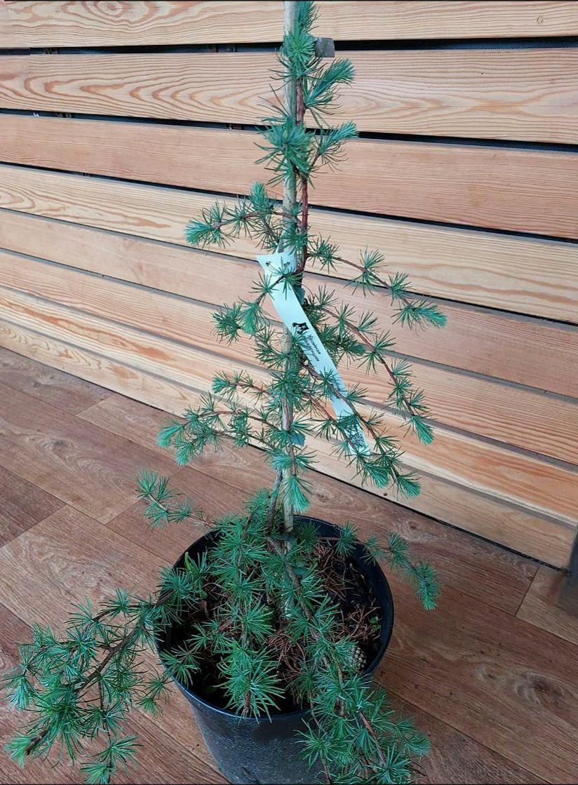 Лиственница японская Блю Рэббит Випинг (Larix kaempferi Blue Rabbit ...