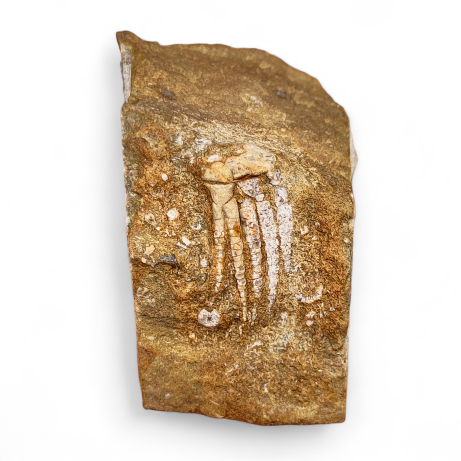 Морская лилия Phanocrinus