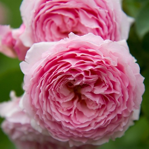 Джеймс Гэлвей / James Galway