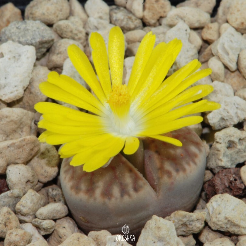 Buy Organic Succulent Lithops bromfieldii C-041 Seeds | Oreshka-Seeds.com