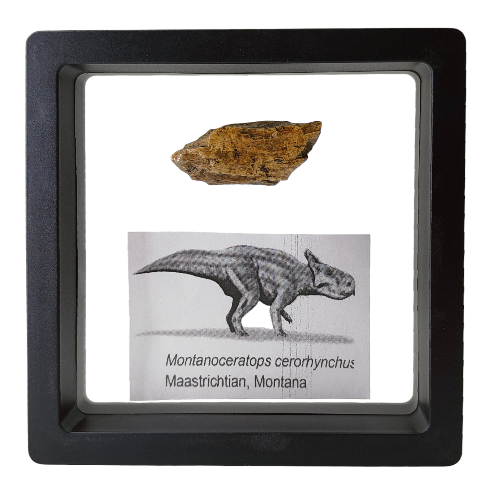 Кость динозавра Montanoceratops