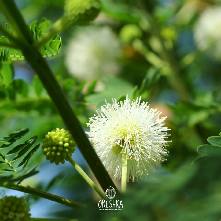 Leucaena lucidum fresh seeds | Oreshka seeds
