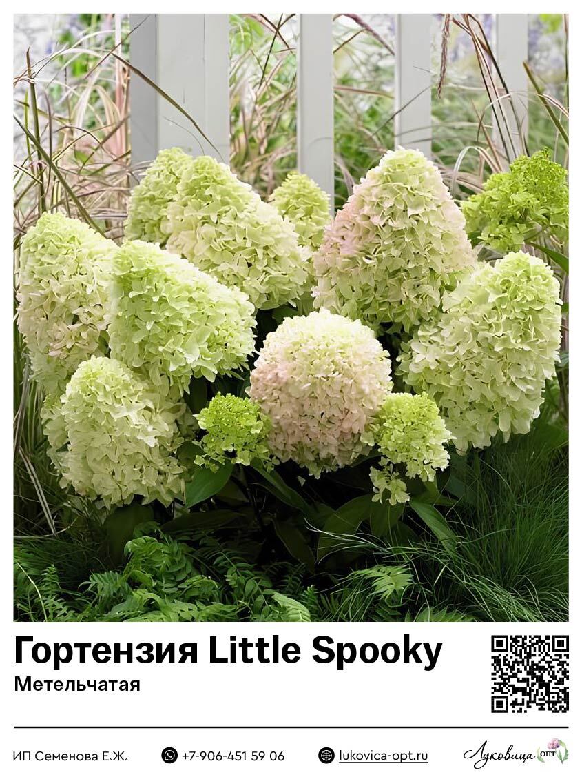 Гортензия Little Spooky (Метельчатая)