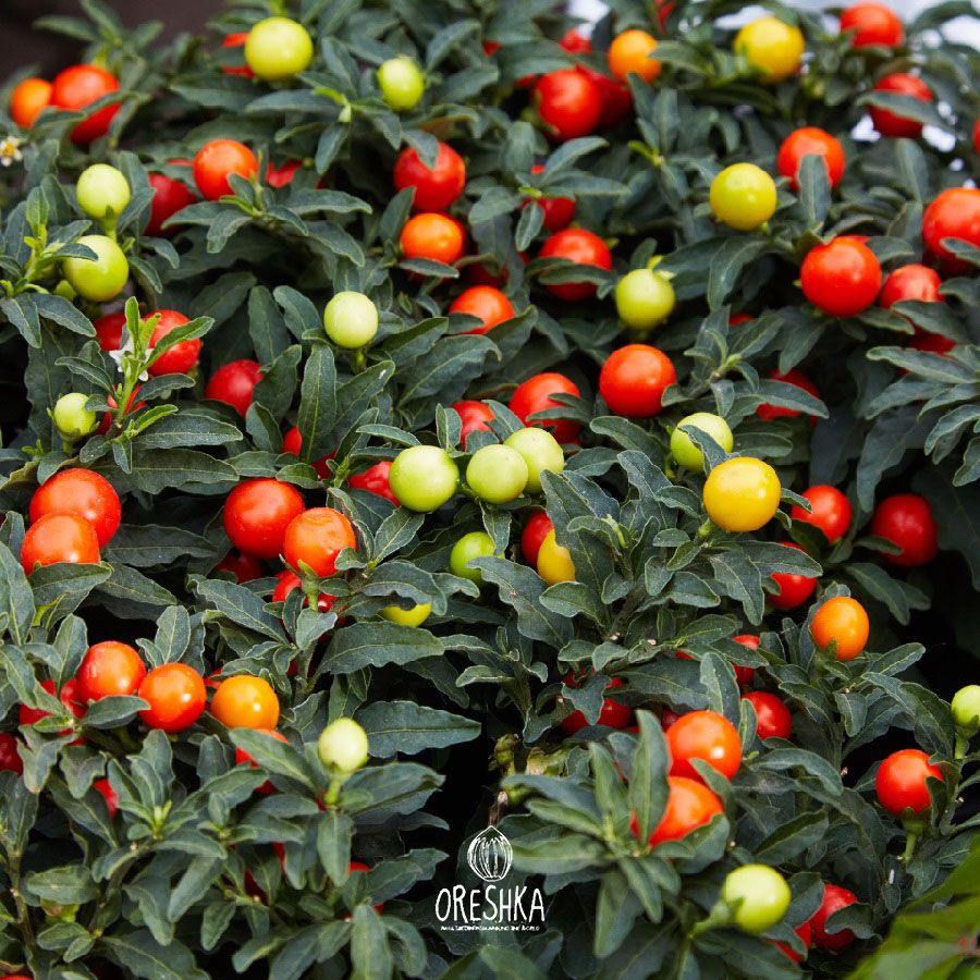 Solanum pseudopiperi fresh seeds | Oreshka seeds