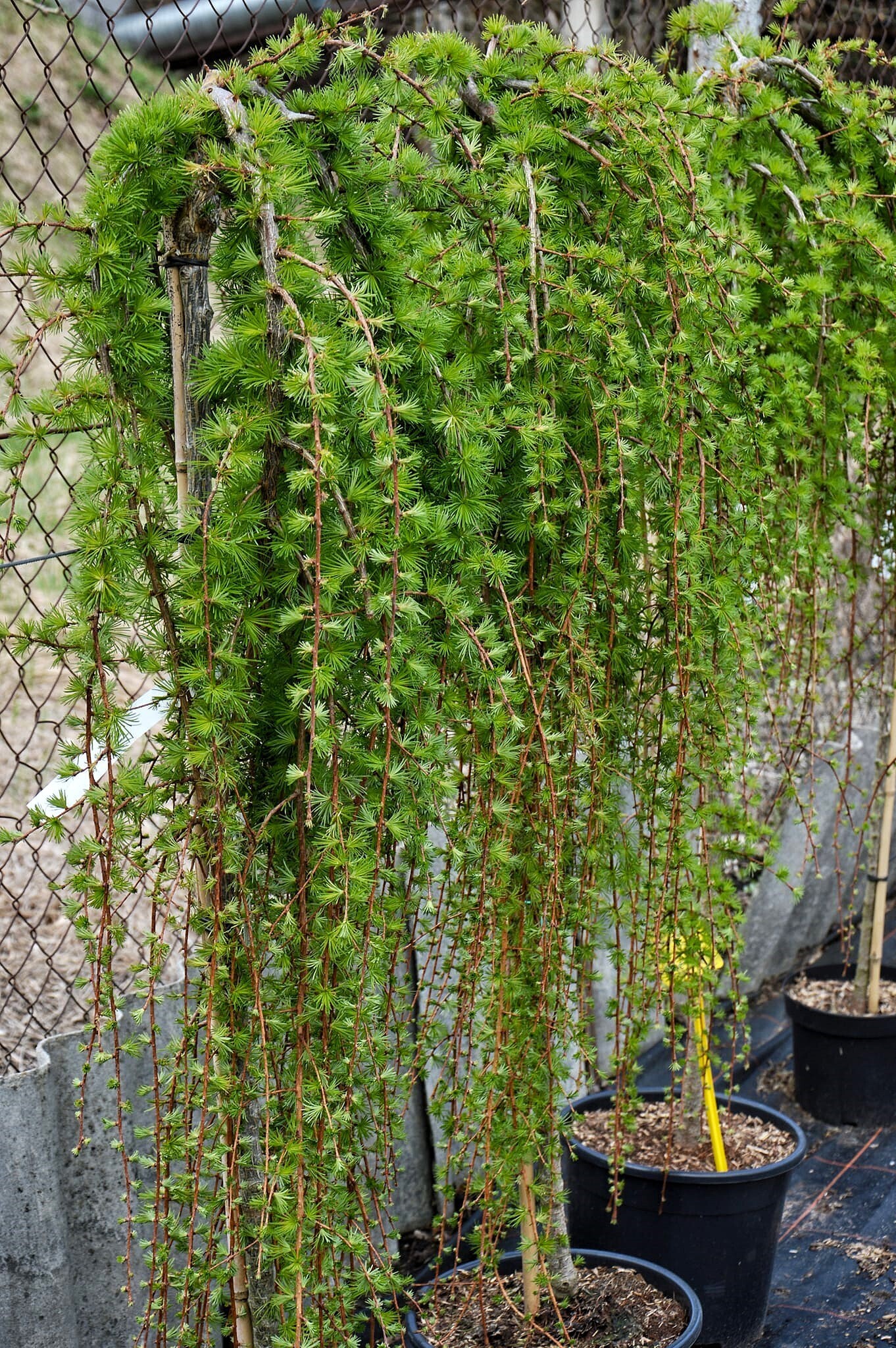 Лиственница японская Боринг Випер (Larix kaempferi Boring Weeper)
