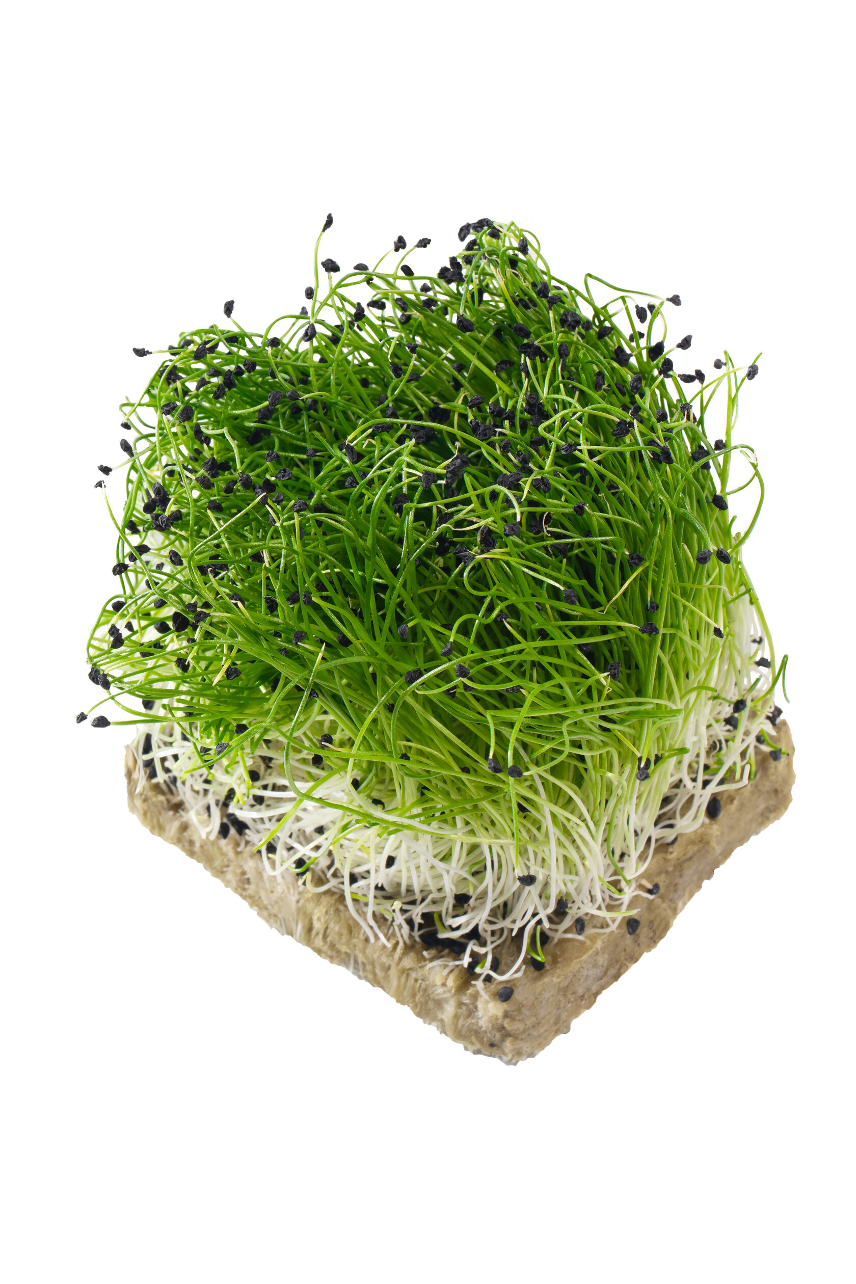 Chives - Microgreens Punnet