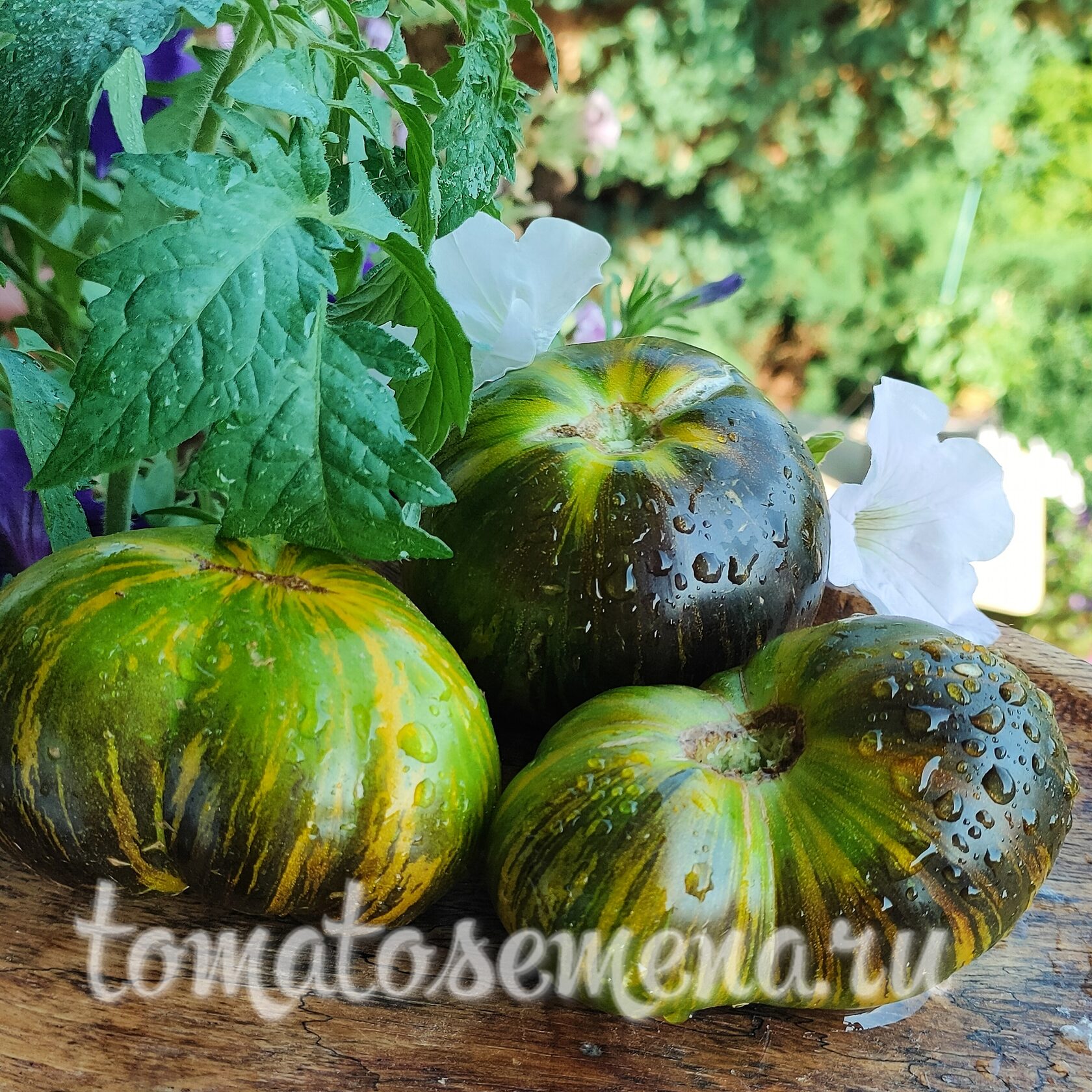 Гном Ребелла (Dwarf Rebella)