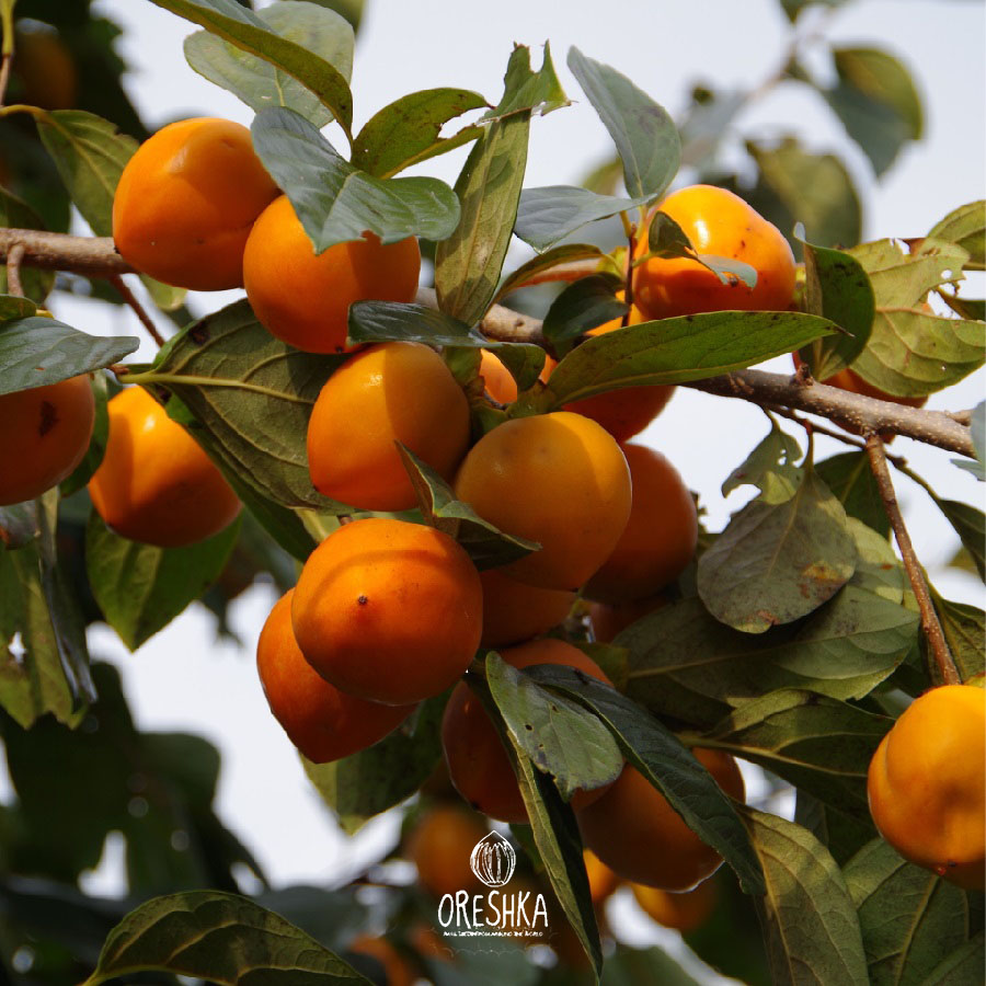 Himalayan persimmon fresh seeds, Fruit seeds | Oreshka seeds