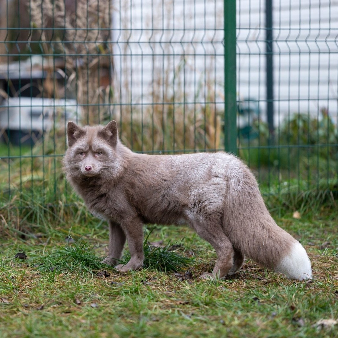 Коликотт