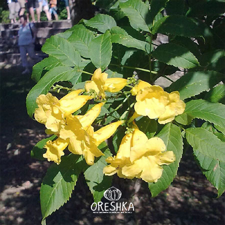 Tecoma straight, Tecoma stans fresh seeds | Oreshka seeds