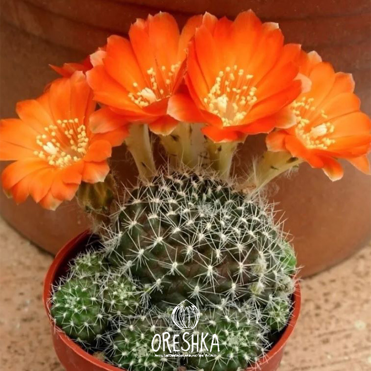 Buy Organic Succulent Cactus Rebutia Mix Seeds | Oreshka-Seeds.com
