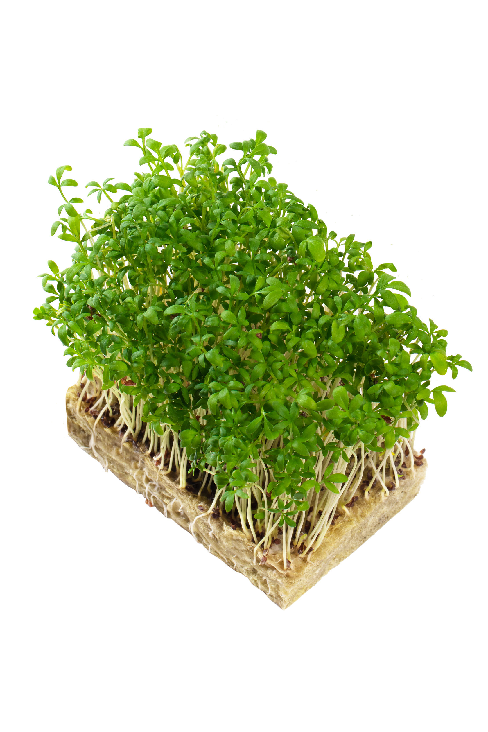 Cress - Microgreens Punnet