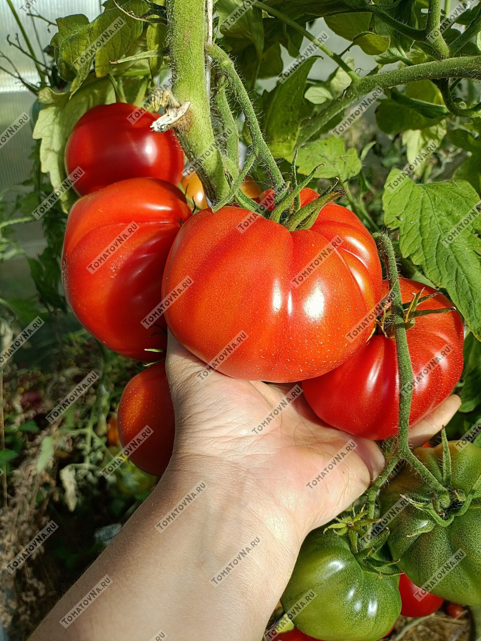 Томат Дива де Дева. Описание сорта, семена