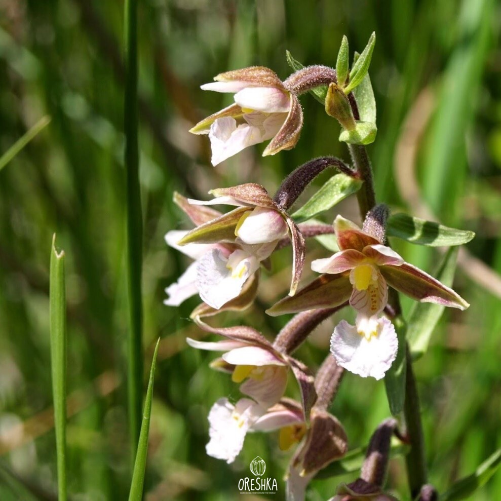 Epipactis palustris fresh seeds, marsh helleborine, Herb seeds ...