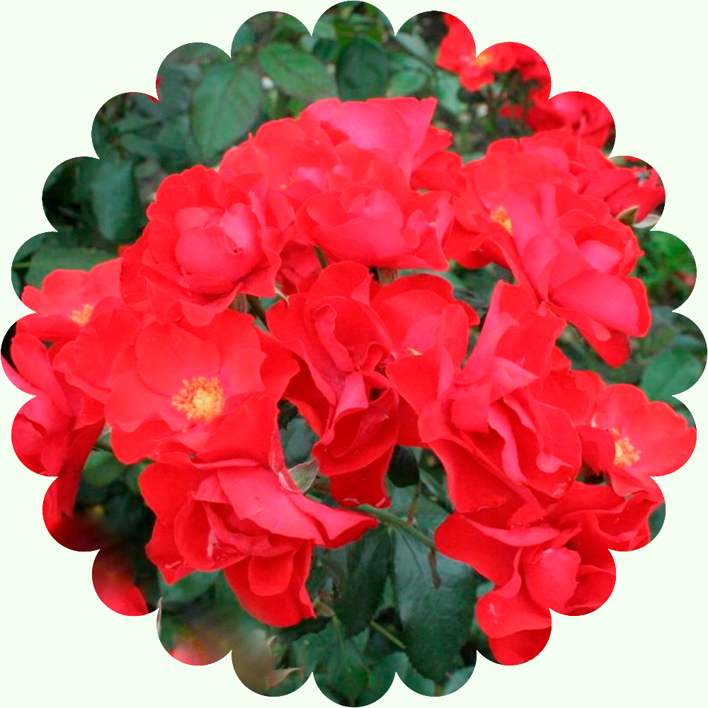 Роза флорибунда Амстердам