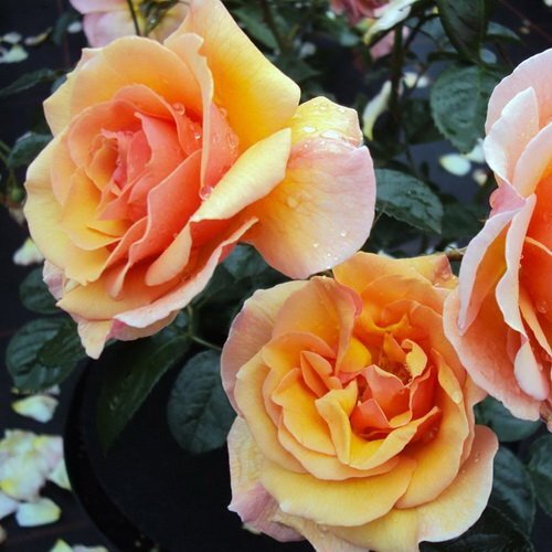 Сцентед Виспер / Scented Whisper