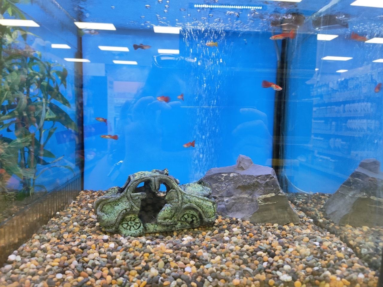 Aquaculture Fish Industry Skills: Start Your Career in Live Fish Care