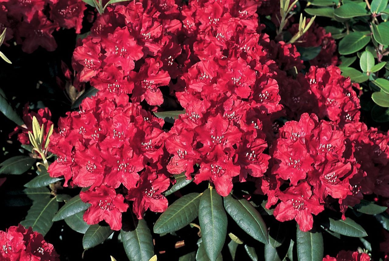 Рододендрон гибридный Бусуки (Rhododendron hybridum Busuki) в Москве ...