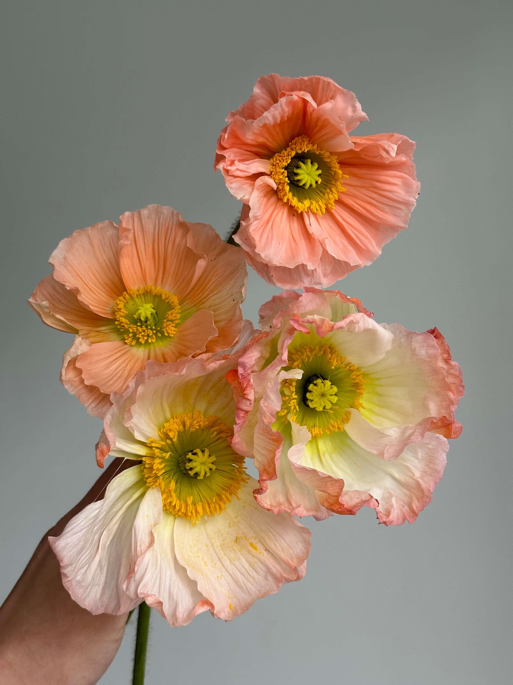 Мак исландский Colibri Rosa Chiaro Pastello