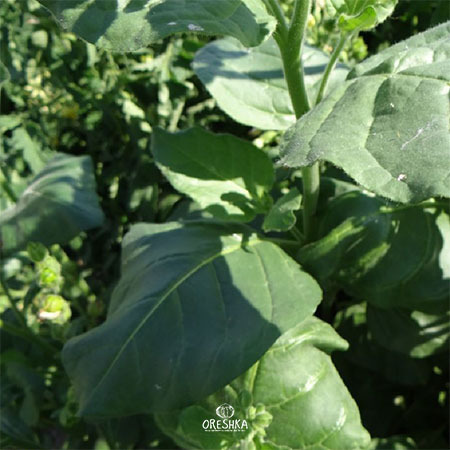 Tobacco Shag Mohawk fresh seeds, Nicotiana tabacum | Oreshka seeds