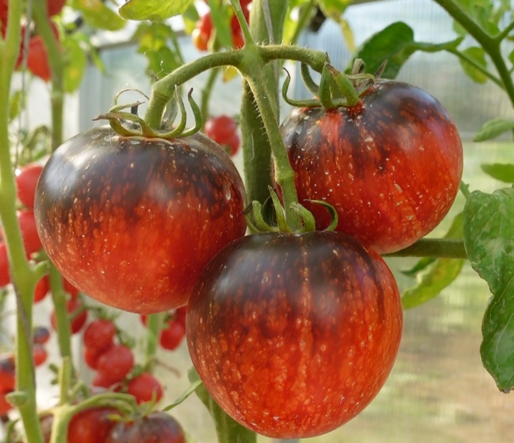 купить семена томата ТЕМНАЯ ГАЛАКТИКА (Dark Galaxy)