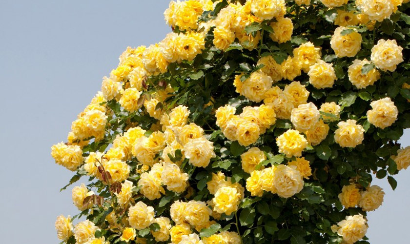 Роза плетистая Голден Ковер