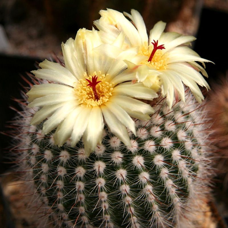 Cactus Notocactus Mix seeds - Deodar Seeds