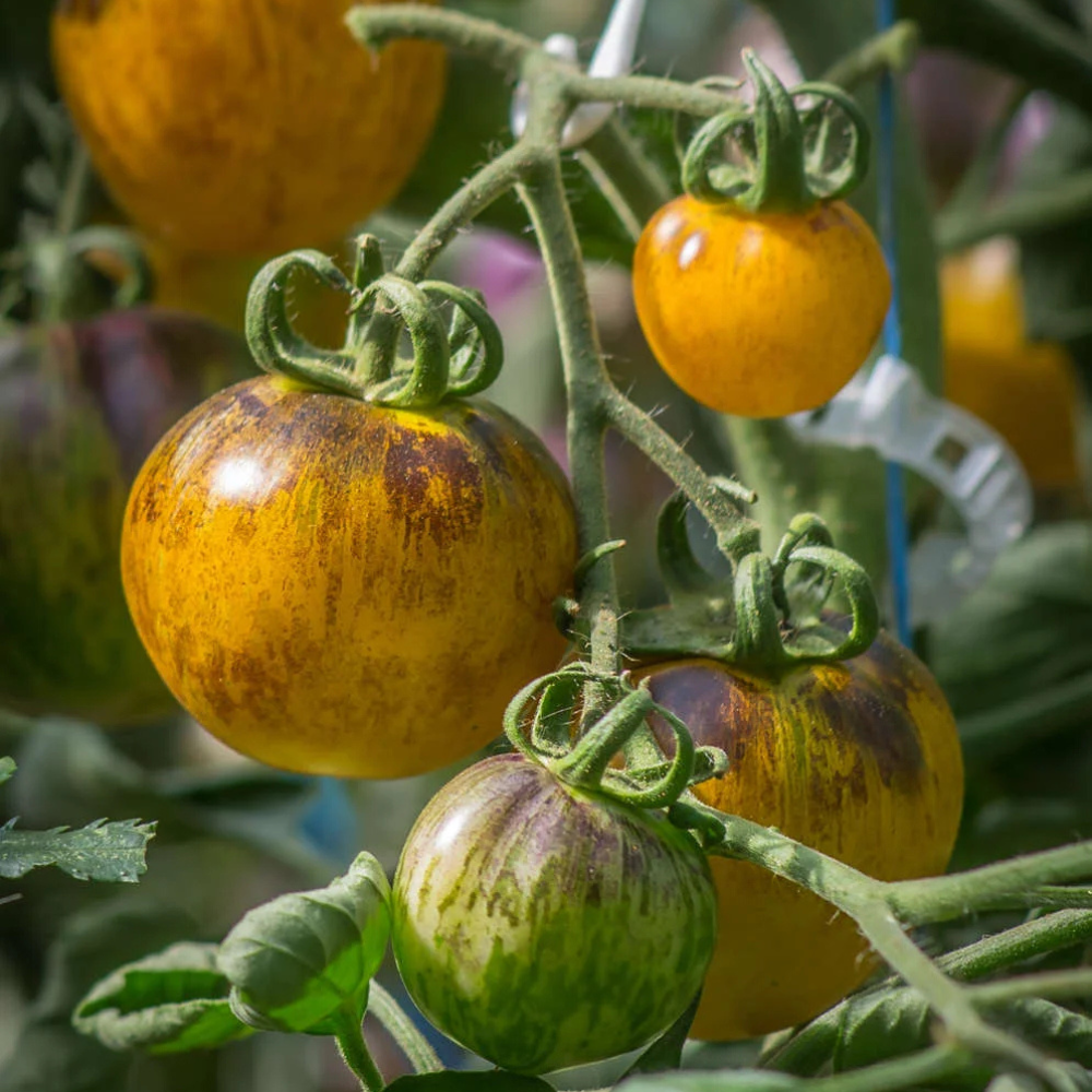 Tomato seeds Primary colors - Deodar Seeds