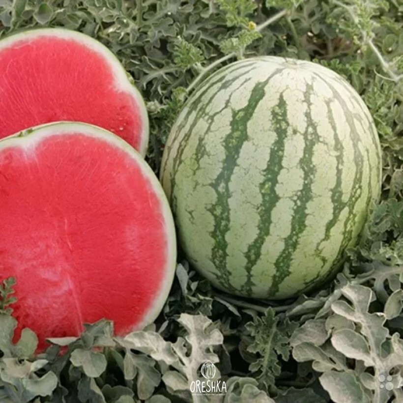 Watermelon cream ice cream fresh seeds | Oreshka seeds