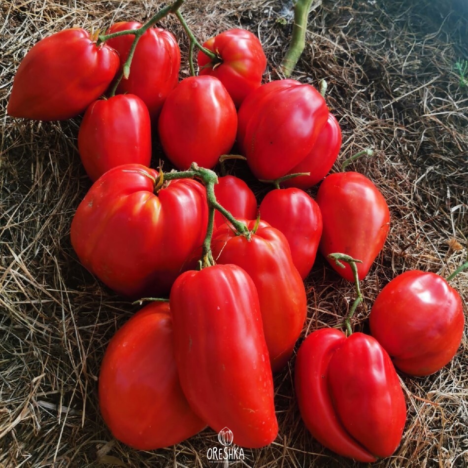 Tomato Polish plum t . Svarlo fresh seeds, Tomato seeds | Oreshka seeds