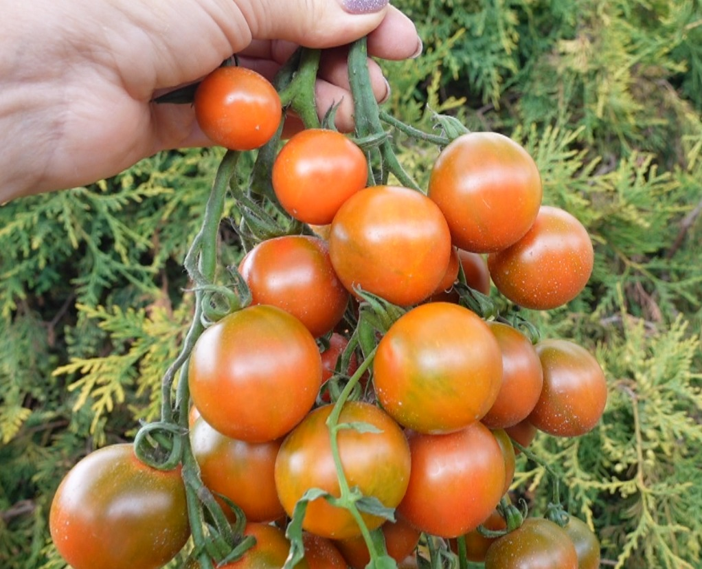 купить семена томата ЗЛАЯ МАСЛИНА (Evil Olive)