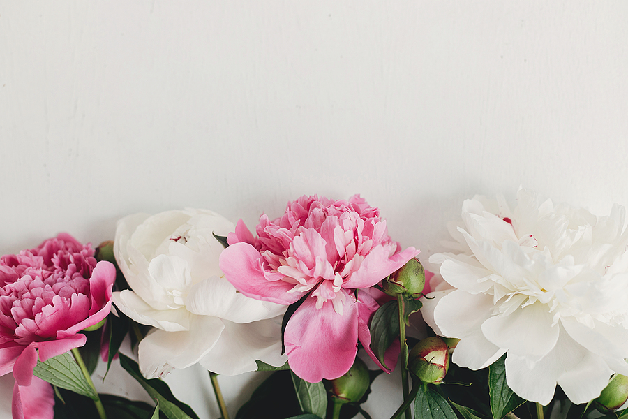 The Beauty of Peonies: The Different Varieties and Colors