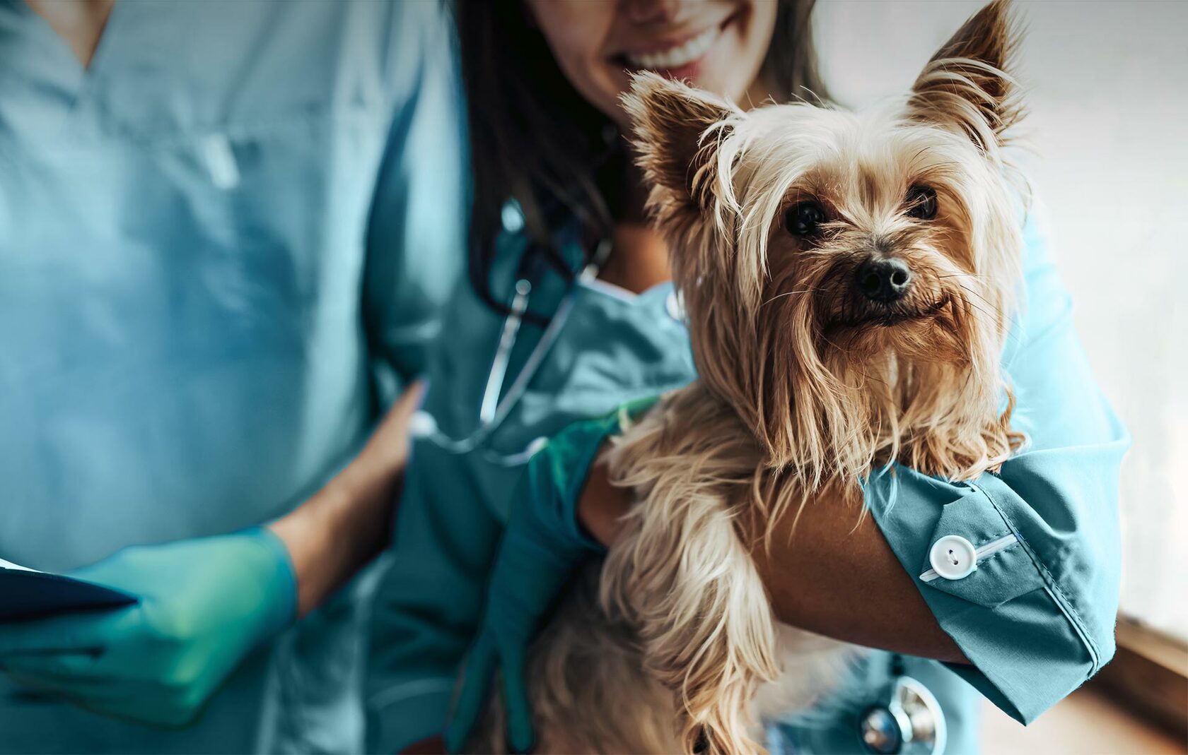 Контакты - Dr-pets