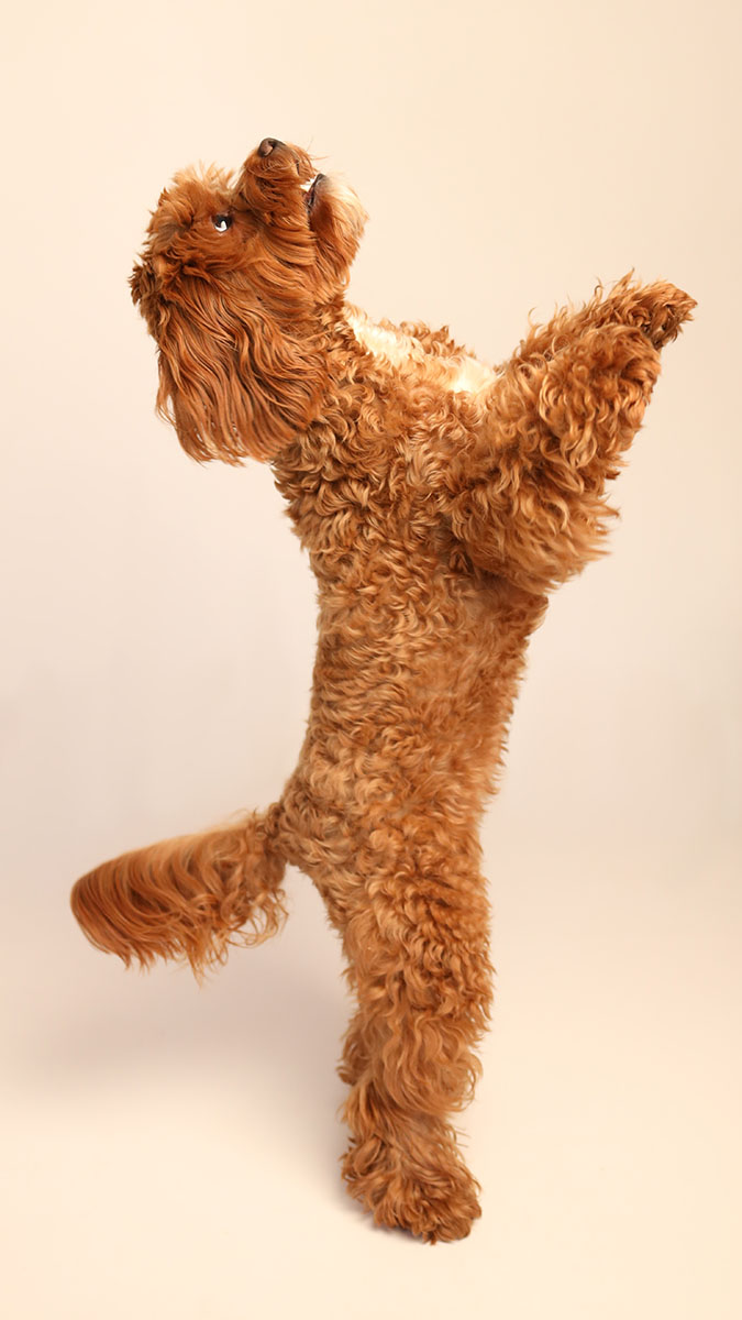 Terra Dogs. Питомник собак породы кавапу