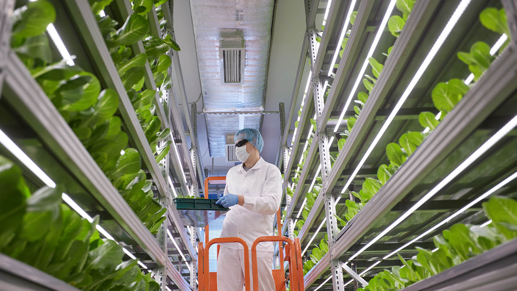 A Step-by-step guide to launching a vertical farm using iFarm technologies