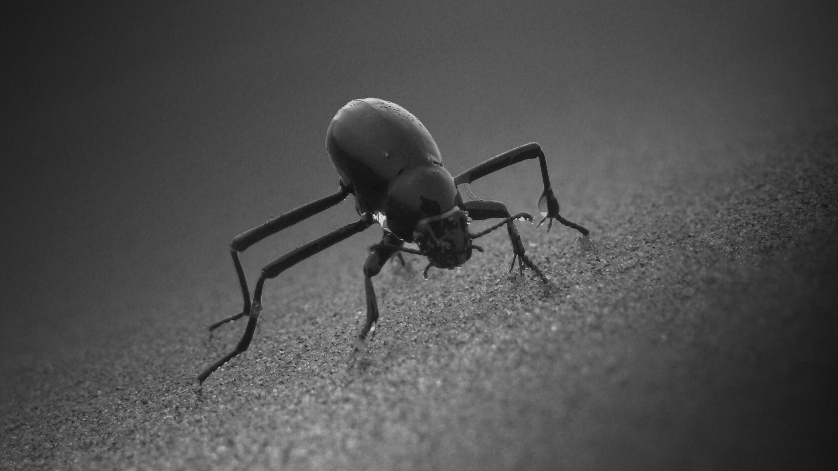 Чёрные коллекторы, стоящие в тумане