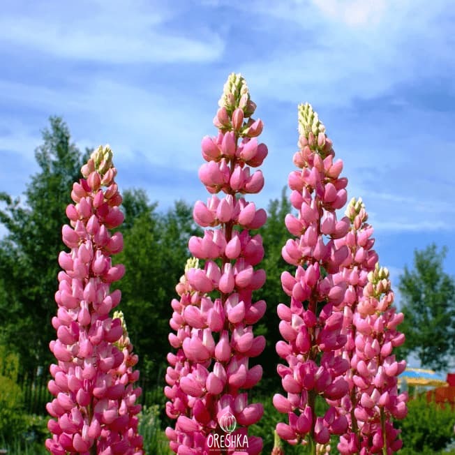 Buy Organic Lupin Pink Flamingo Seeds | Premium Lupinus Perennis ...
