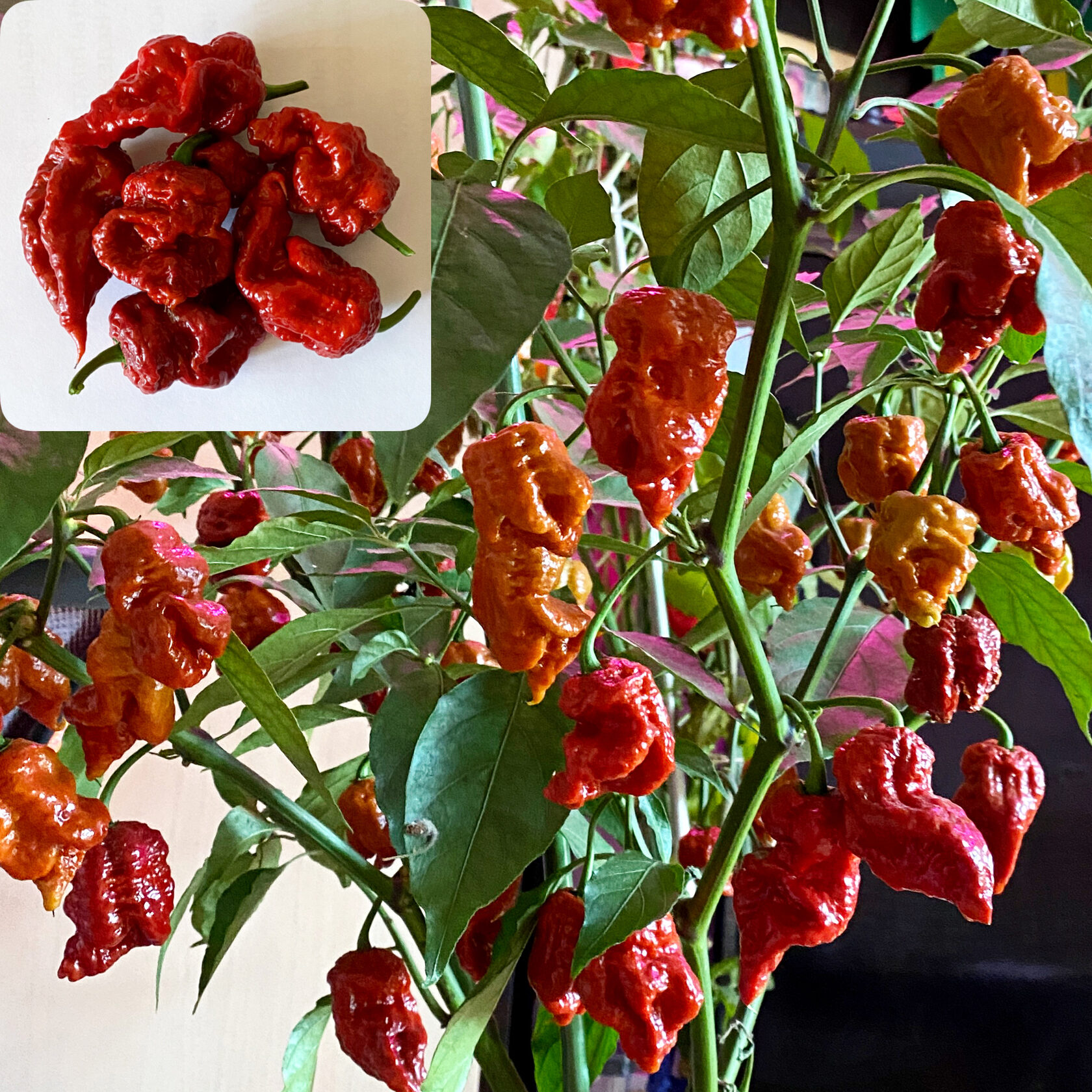 Carolina Reaper