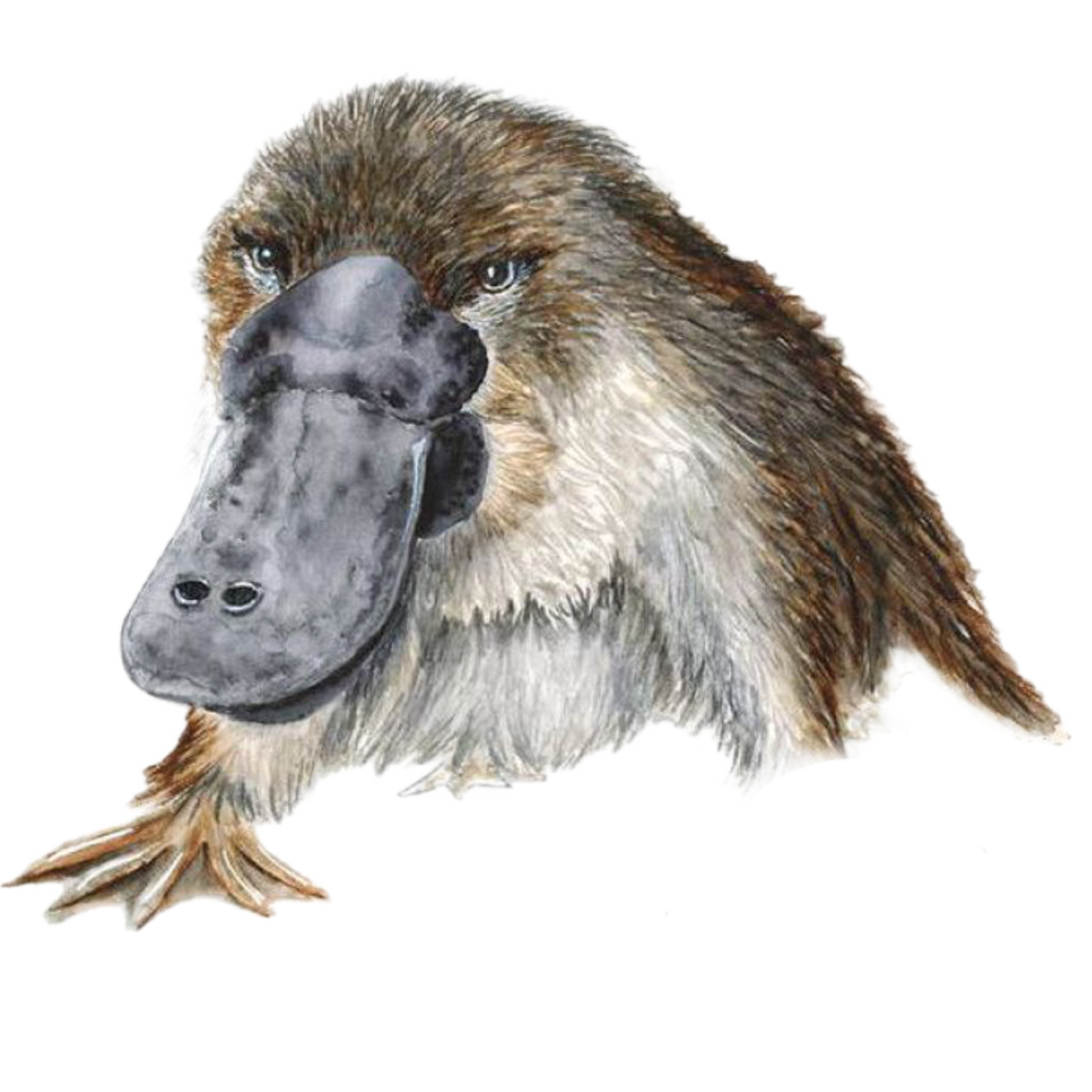 An exploration of the weird and wonderful world of the platypus — a ...