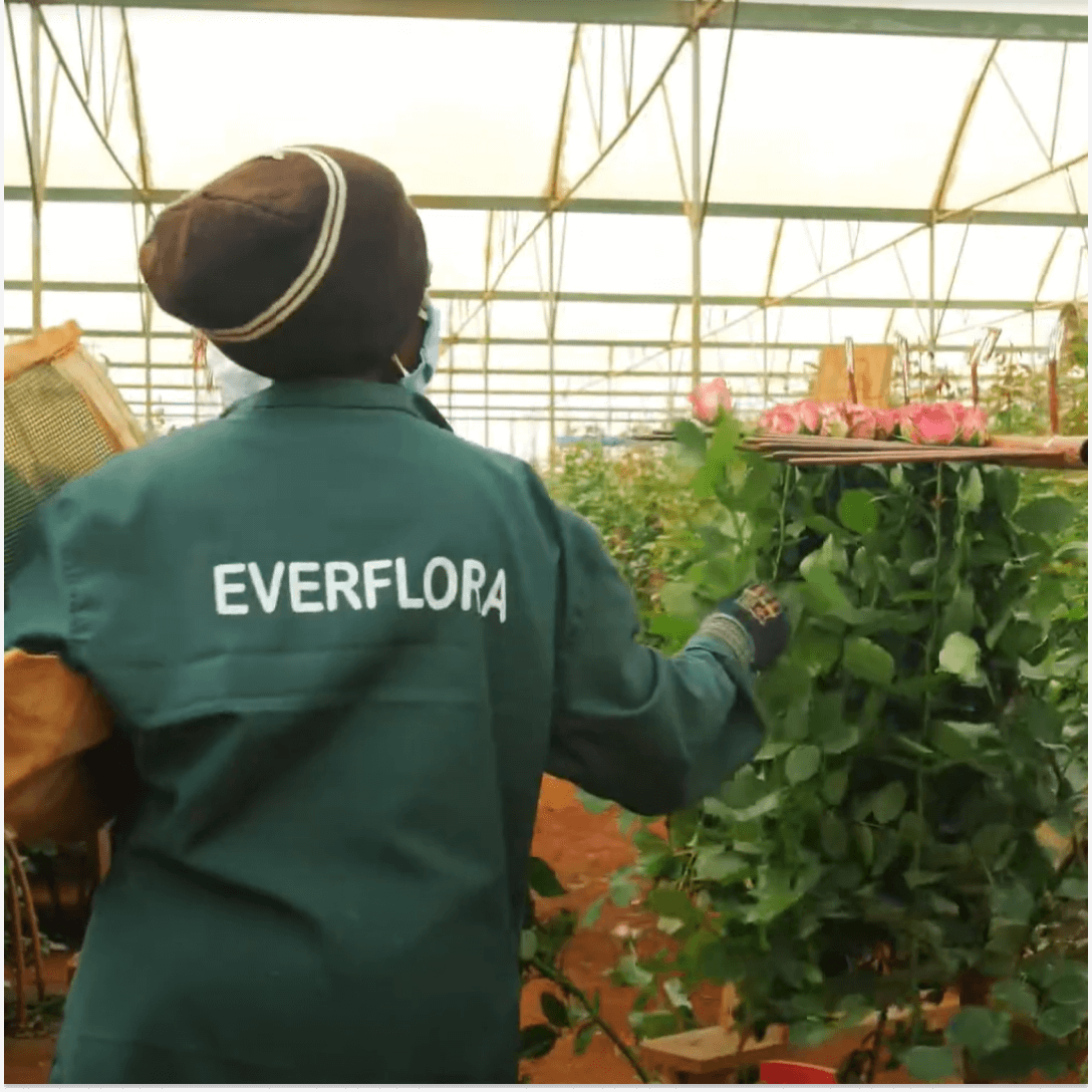 Обзор кенийской плантации с премиальными розами