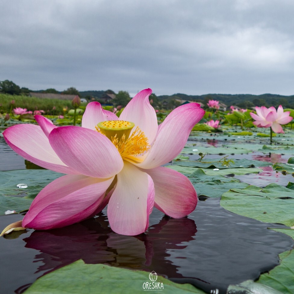 Nelumbo nucifera var. Komarov fresh seeds nuts, Nelumbo komarovii ...