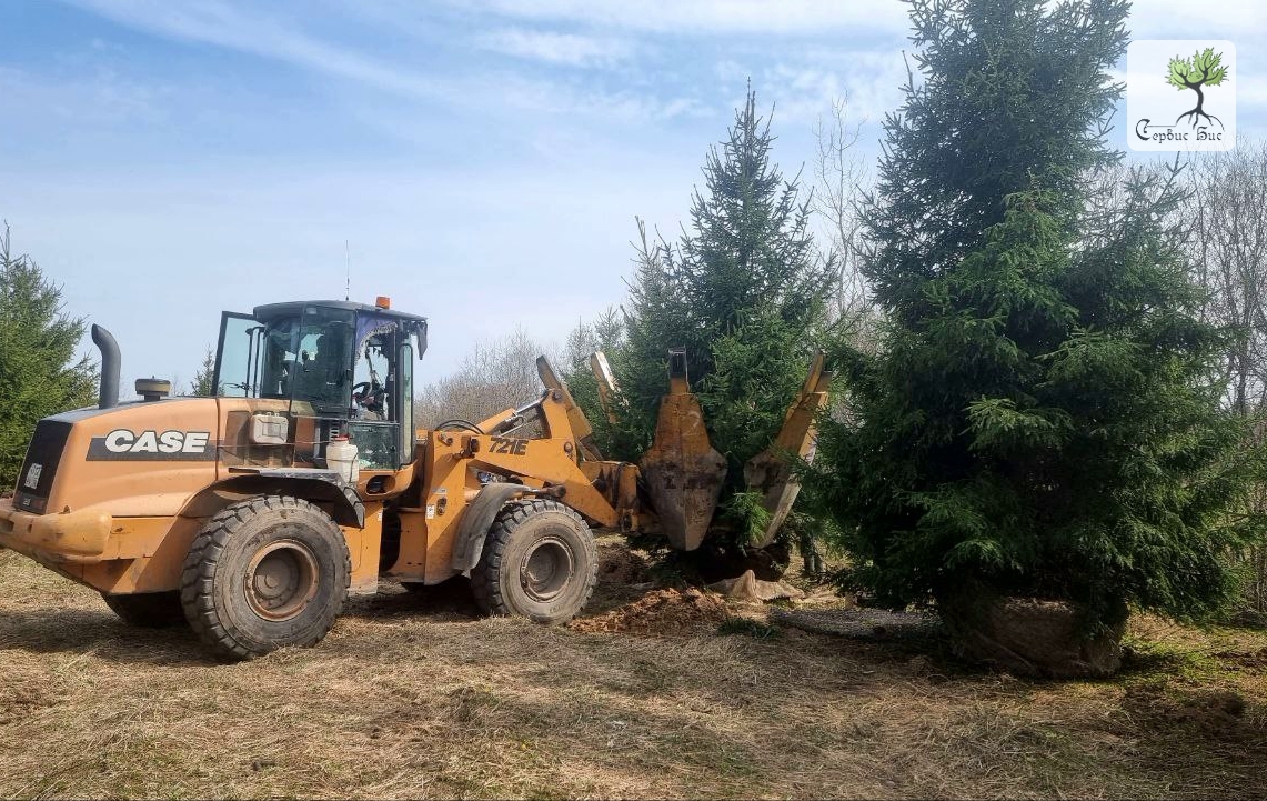 Какие деревья лучше посадить на участке