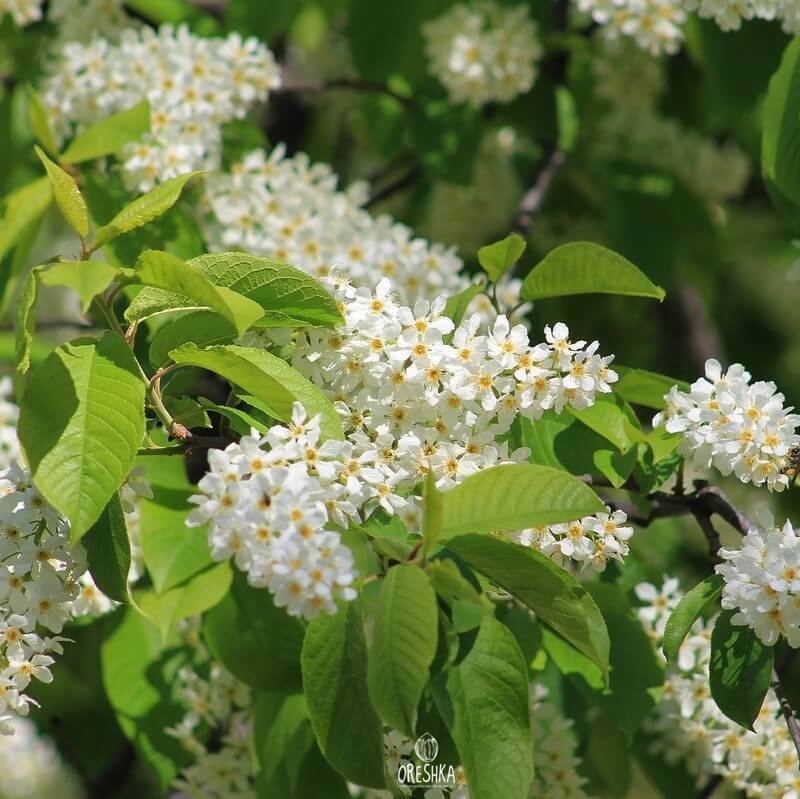 Asian Bird Cherry fresh seeds, Padus Asiatica. Oreshka. Rare seeds from ...