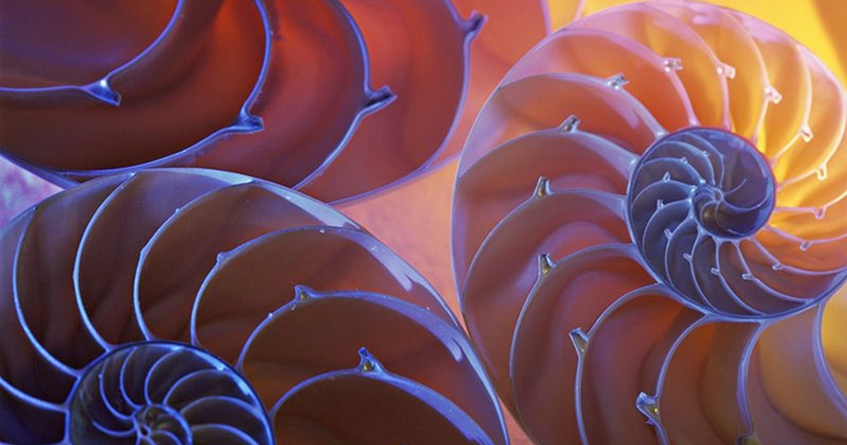 «Экология разума» — смотрим фильм и говорим о Грегори Бейтсоне