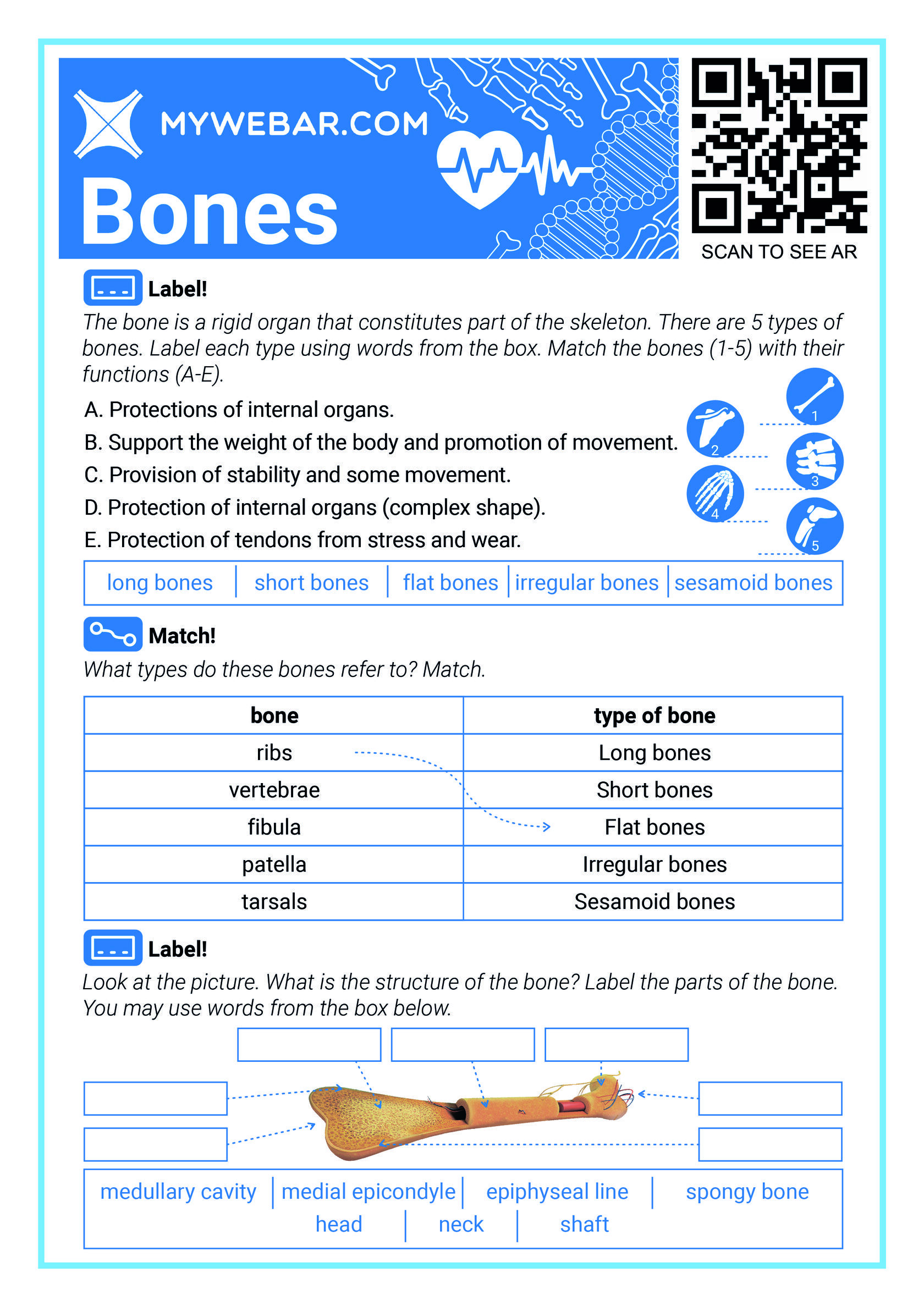 Bones