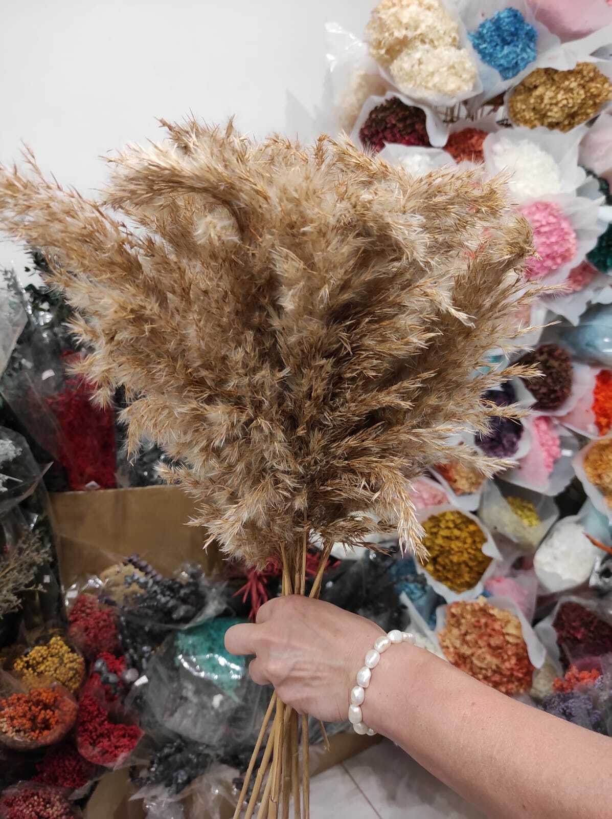 Тростник сухоцвет.