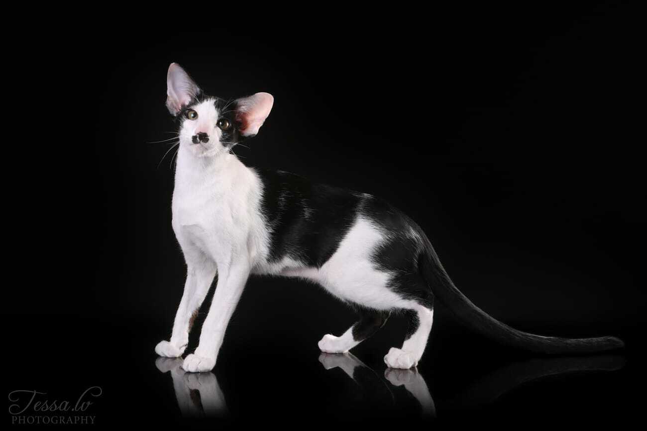 Black Antarra — Oriental & Siamese Cattery