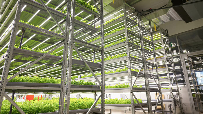 Vertical Farming Technology iFarm