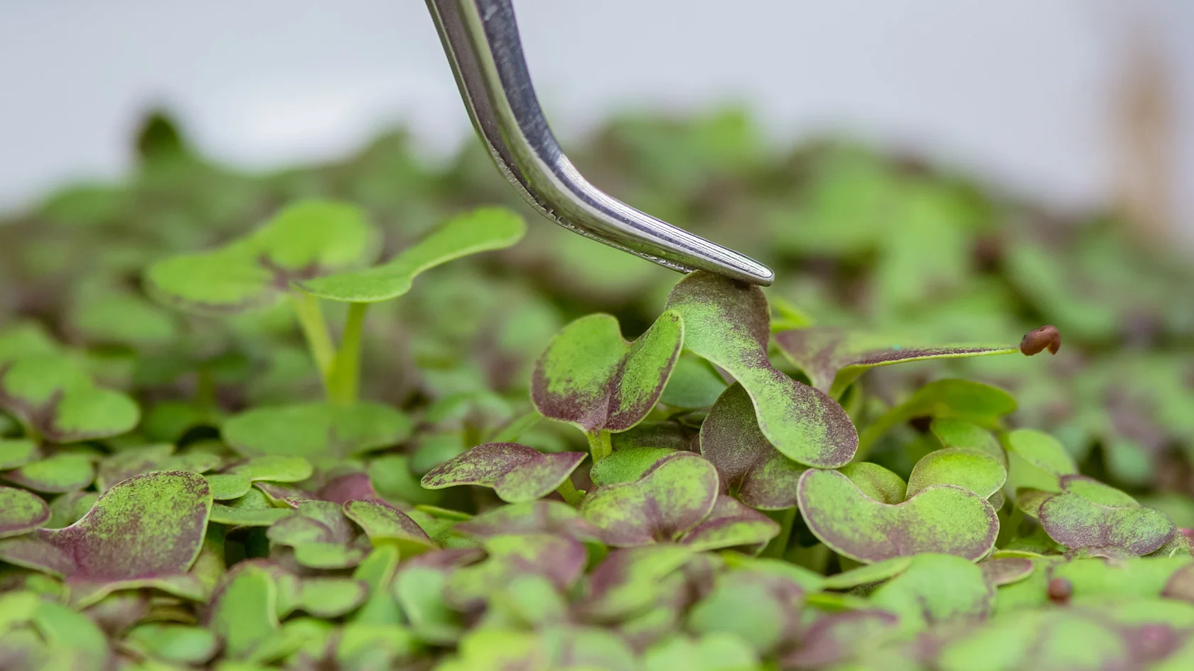 A producer of high-end cosmetics opened an indoor lab-farm with iFarm ...