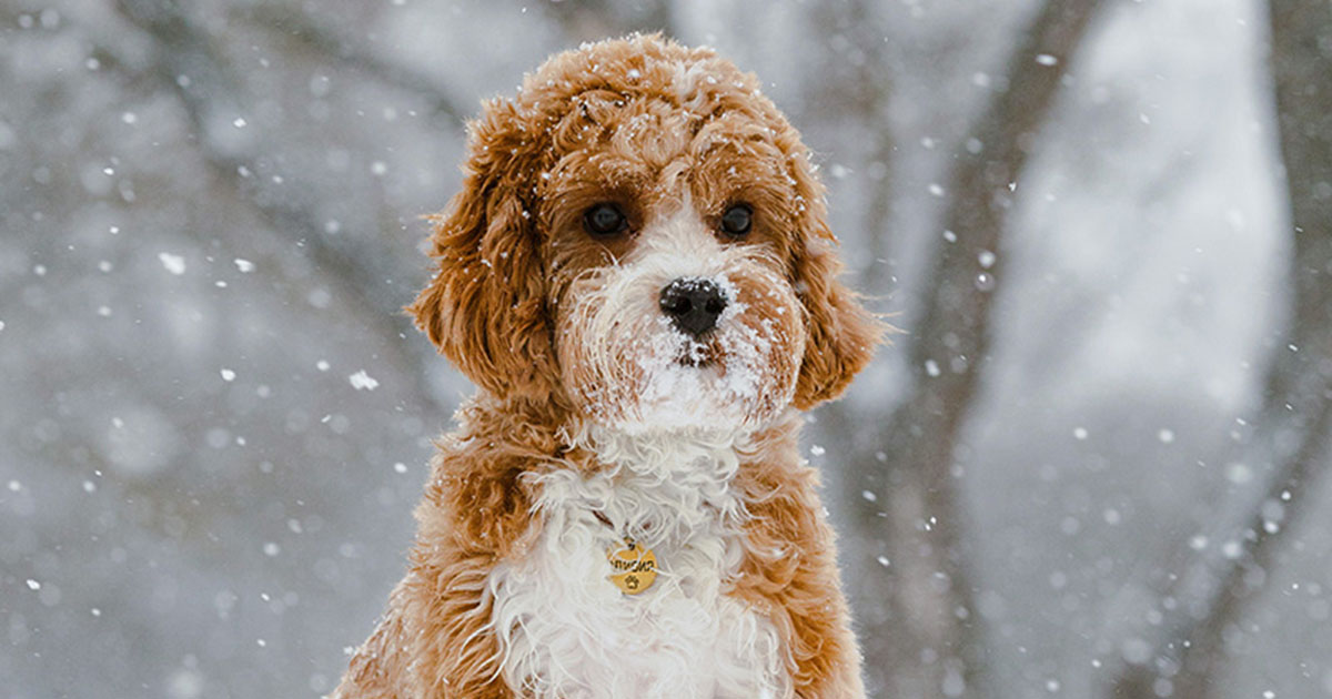 Фотогалерея Terra Dogs